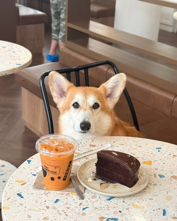 Gemas! Kafe di Bangkok Ini Dihuni 30 Anjing Corgi Imut