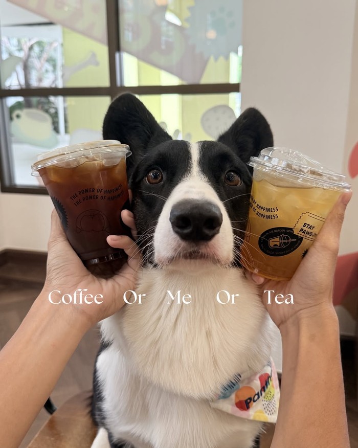 Gemas! Kafe di Bangkok Ini Dihuni 30 Anjing Corgi Imut