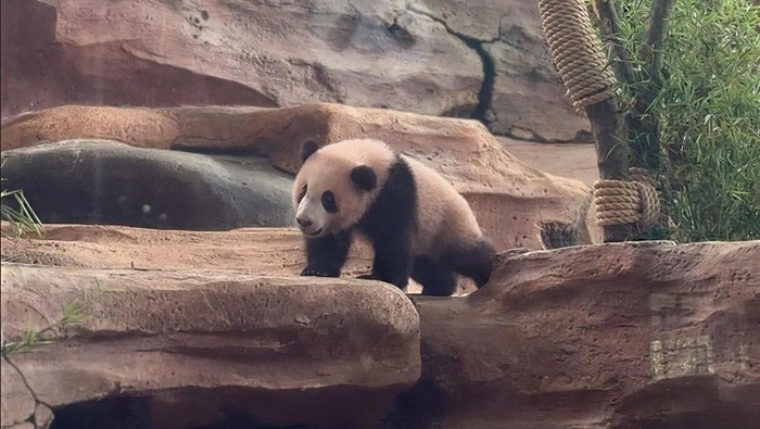 China Puas, Kontrak Panda Raksasa di Indonesia Berpeluang Diperpanjang
