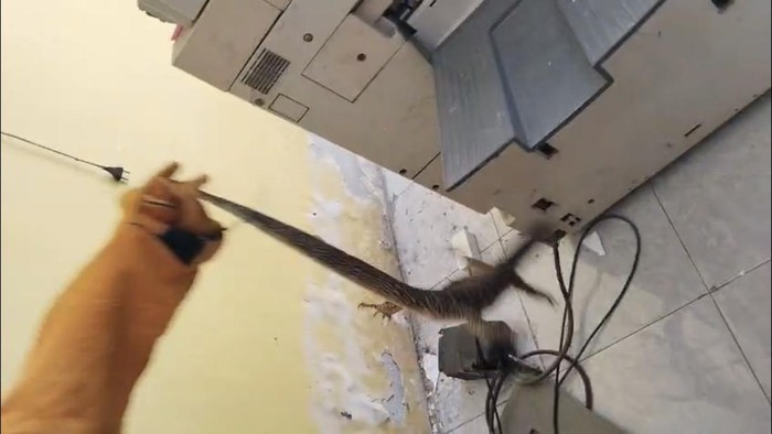 Biawak Masuk Toko Fotokopi Milik Sekdis BKPSDM Sidrap, Damkar Turun ...
