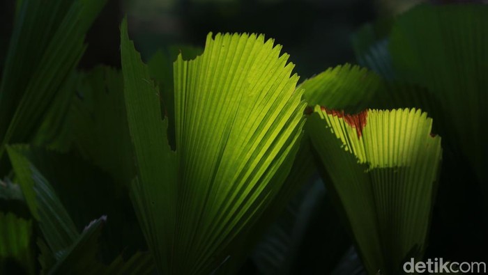 Koleksi Tanaman Tropis Hiasi Taman Bendera Pusaka