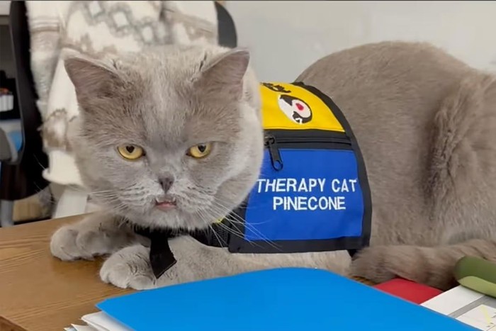 Kucing Lucu Ini Jadi 'Asisten' Guru di Kelas, Bikin Siswa Jadi Lebih Fokus