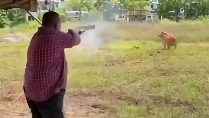 Pejabat Tembak Sapi Kurban Idul Adha Pakai Senapan, Publik Malaysia ...