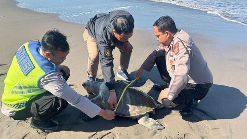 Penyu Lekang Ditemukan Mati dan Membusuk di Pantai Yehembang