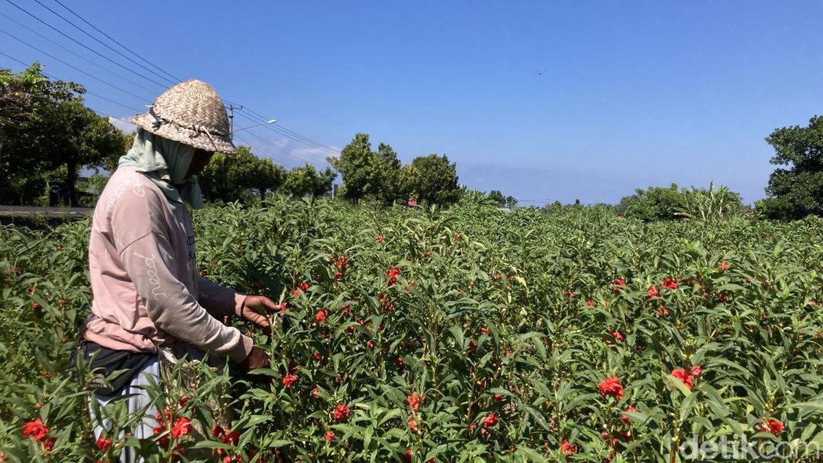 Harga Bunga Gemitir Tembus Rp 25 Ribu/Kg Jelang Galungan-Kuningan