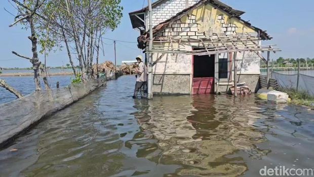 Banjir Rob Tunggulsari Pati Kian Parah Sejak 2 Tahun Terakhir
