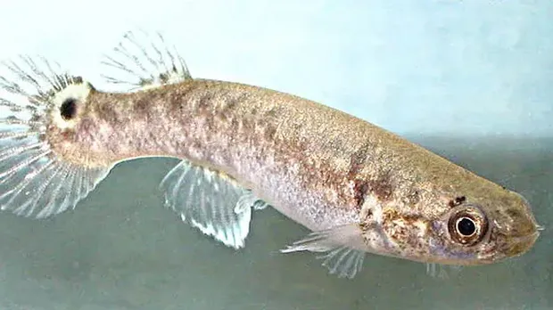 Ini Ikan Gabus Raksasa, Predator Tangguh dan Invasif di Air Tawar