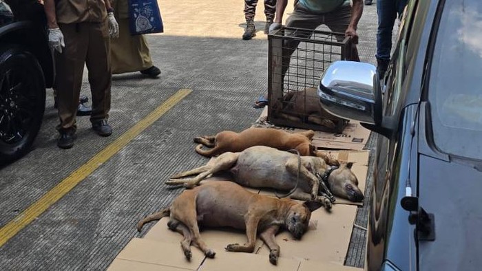 Ratusan Anjing Diamankan Usai Bocah Tewas Diserang di Bogor, 4 Mati