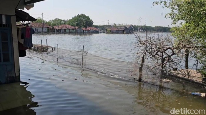 Ratusan Hektare Tambak di Pati Terdampak Banjir Rob, Rugi Rp 50 Miliar