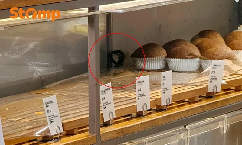 Biawak Masuk Toko Roti, Pelanggan Nekat Menangkapnya Pakai Capit!