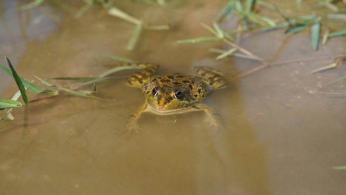 Peternakan Katak Jadi Harapan Baru Ekonomi Pedesaan