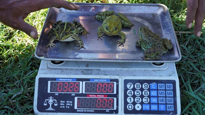 Peternakan Katak Jadi Harapan Baru Ekonomi Pedesaan