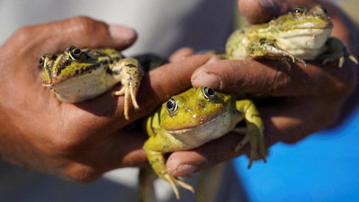 Peternakan Katak Jadi Harapan Baru Ekonomi Pedesaan