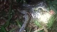 Kronologi Wanita di Taliabu Ditelan Ular Piton 7,8 Meter Saat Pindahkan ...