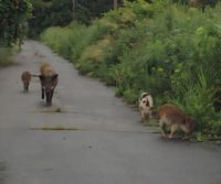 Temuan Unik Setelah Bencana Nuklir: Babi Domestik dan Babi Hutan Kawin ...