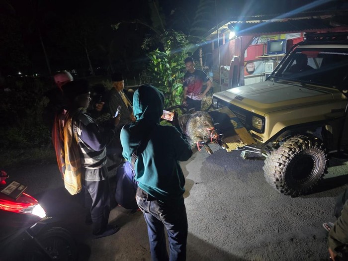 Teror Babi Hutan di Cianjur Berakhir, Satu Ekor Ditembak Mati