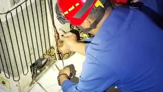 Ular Piton 2 Meter Nyelonong Warung Ayam Goreng di Semarang, Ngumpet di ...