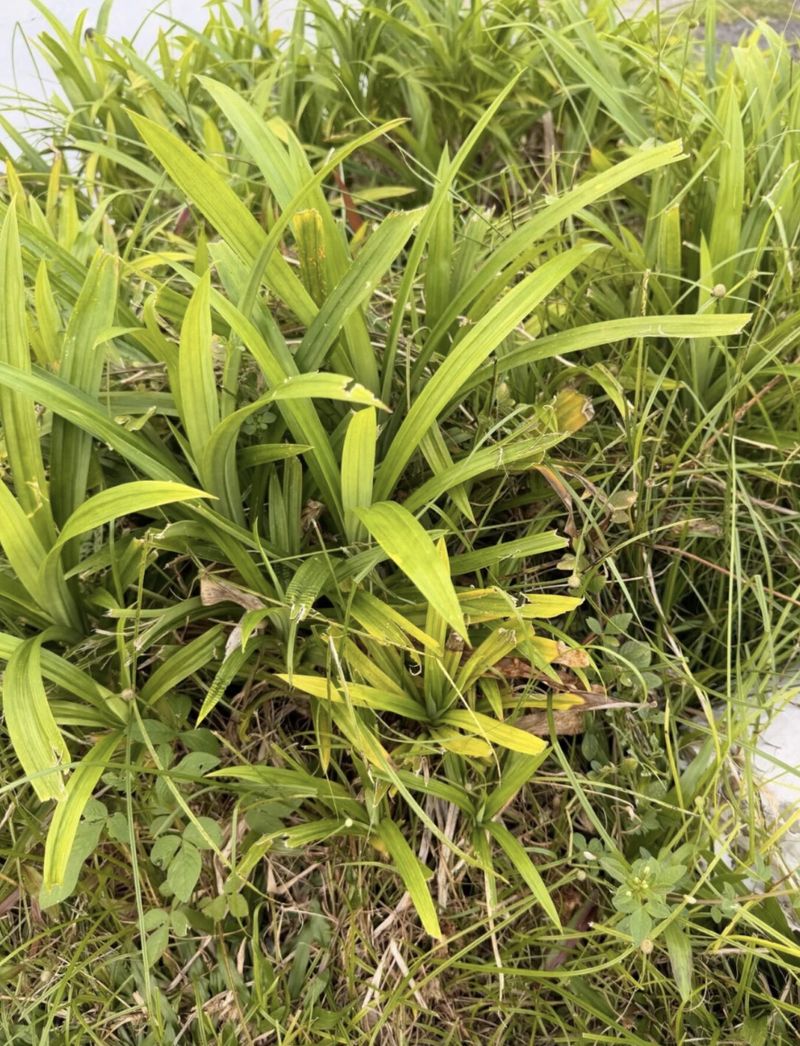 Viral Kue Pandan Rasa Rumput, Semua Gara-gara Salah Petik Daun!