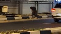 Viral 'Rayap Besi' di Batam, Curi Penutup Drainase Terowongan Pelita