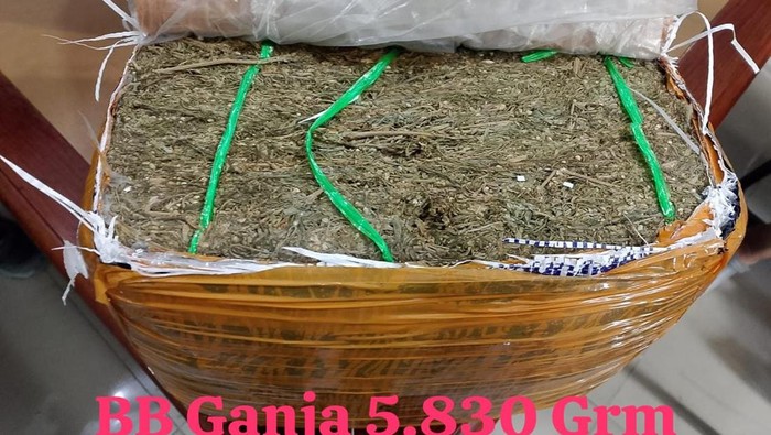 Bareskrim Gagalkan Pengiriman 5,8 Kg Ganja di Jatim, 3 Orang Ditangkap