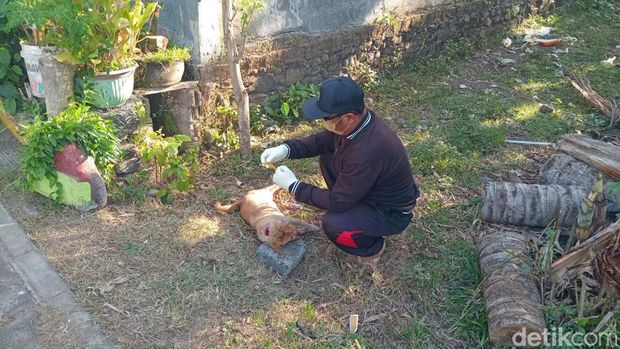 Terpopuler: WNA Ribut di Gigi Susu Canggu Berawal Sopir Taksi Diludahi