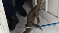 Sat-set! Damkar Kotim Evakuasi Biawak Masuk Rumah dalam Enam Menit