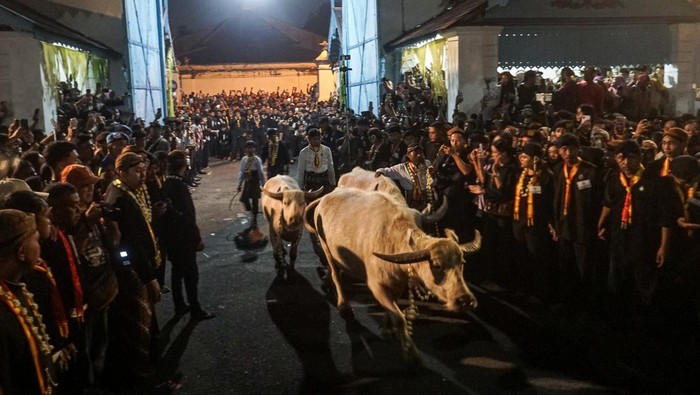 Lautan Manusia Sambut Kirab Satu Sura, Kerbau Pusaka Kyai Slamet ...