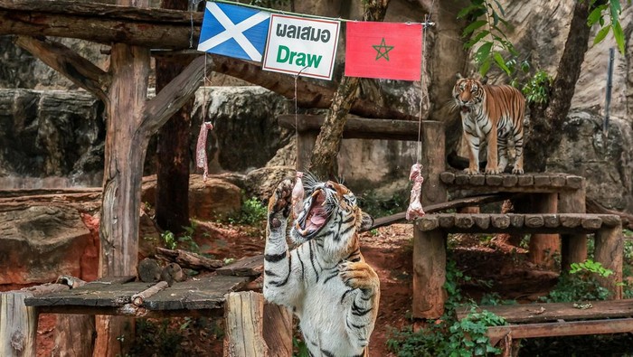 Moo Daeng dan Harimau Ikut Tebak Hasil Piala Dunia