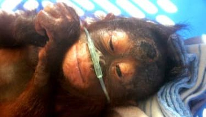Perjalanan Himba dari Bayi Penuh Luka hingga Bisa Kembali ke Rimba