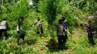Polisi Musnahkan 2 Hektare Ganja di Lhokseumawe, 2 Pelaku Ditangkap
