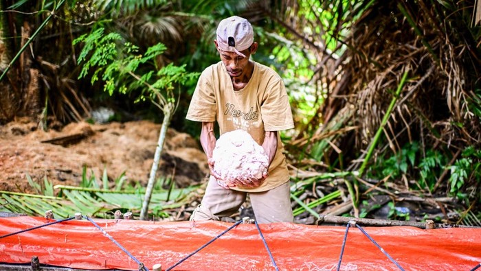 Sagu Tulehu Tetap Bertahan, Pangan Tradisional Penopang Ekonomi Warga