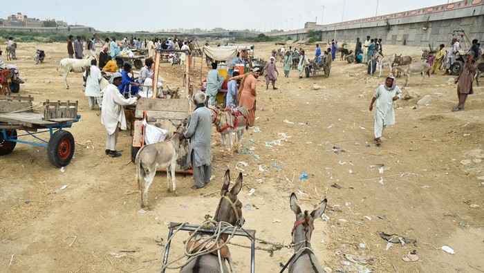 Tradisi Perdagangan Keledai Warnai Hiruk Pikuk Kota Karachi