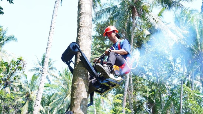 Dosen ITS Buat Inovasi Alat Panjat Pohon Kelapa, Panen Lebih Mudah dan ...
