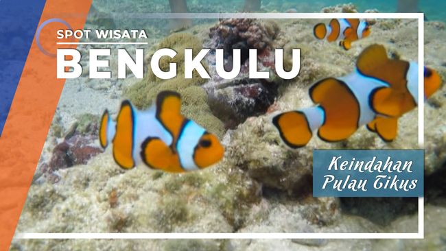 Keindahan Bawah Laut Pulau Tikus, Bengkulu