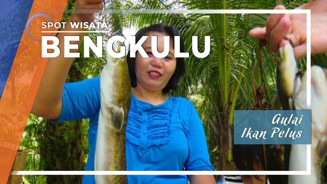 Nikmatnya Gulai Ikan Pelus, Bengkulu