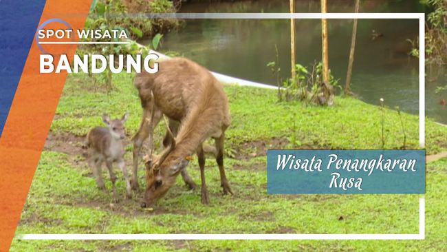 Wisata Penangkaran Rusa Bandung, Jawa Barat