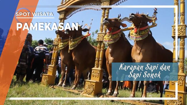 Keunikan Budaya Karapan Sapi dan Sapi Sonok di Pamekasan, Jawa Timur