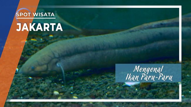 Mengenal Lebih Dekat Ikan Paru-paru Afrika di Jakarta