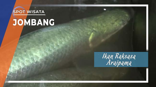 Melihat Ikan Raksasa Araipama di Jombang
