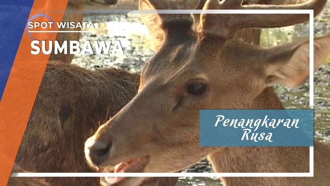 Mengunjungi Rusa Liar Pulau Moyo Sumbawa yang Terancam Punah