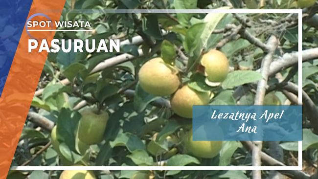 Apel Ana Pasuruan, Buah Andalan Lereng Gunung Bromo Jawa Timur