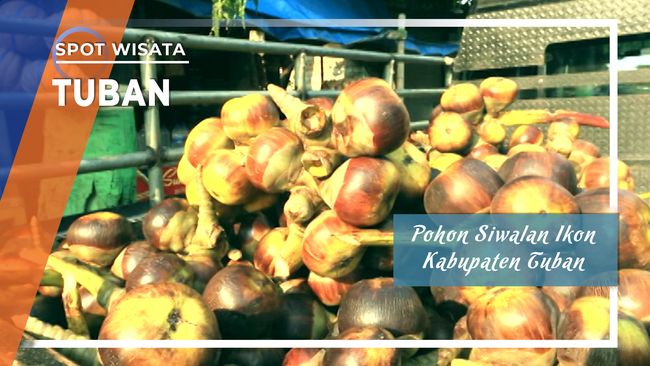 Mengenal Pohon Siwalan, Ikon Kabupaten Tuban