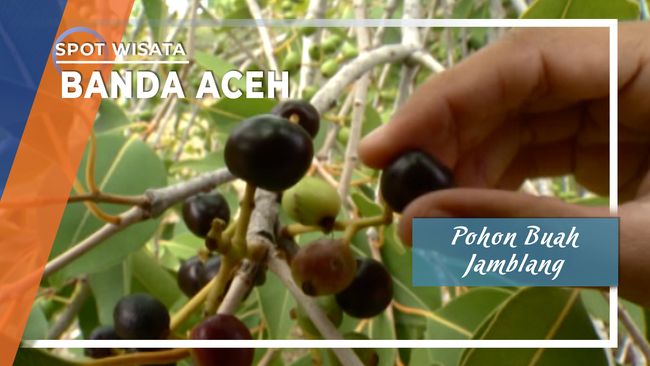Pohon Buah Jamblang, Banda Aceh