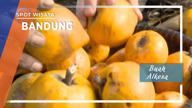 Buah Alkesa, Bandung