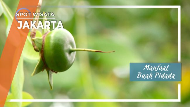 Buah Pidada Hutan Mangrove Jakarta