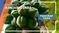 Panen Buah Carica, Pepaya Mini Hasil Budidaya Dataran Tinggi Dieng