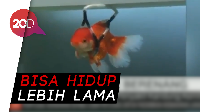 Ada Kursi Roda untuk Ikan, Seperti Apa Bentuknya?