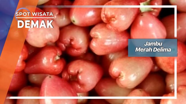 Jambu Merah Delima Varietas Unggulan Asal Demak