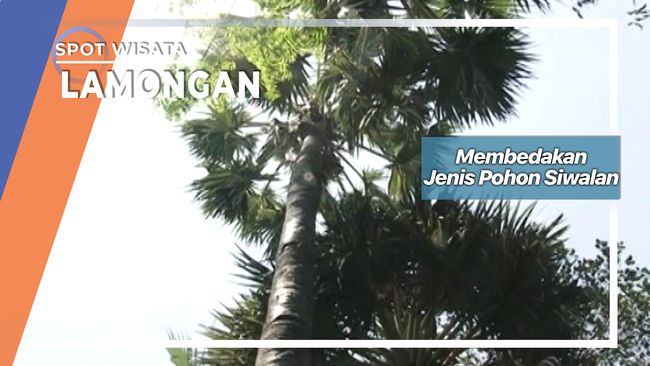 Membedakan Jenis Pohon Siwalan Lamongan