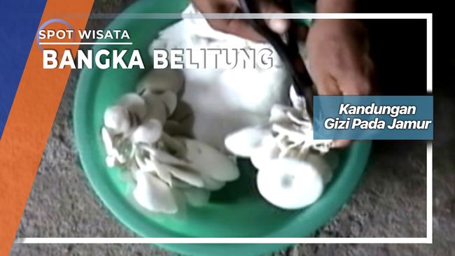 Pelawan , Jamur Termahal Di Dunia Dari Desa Namang Bangka Tengah